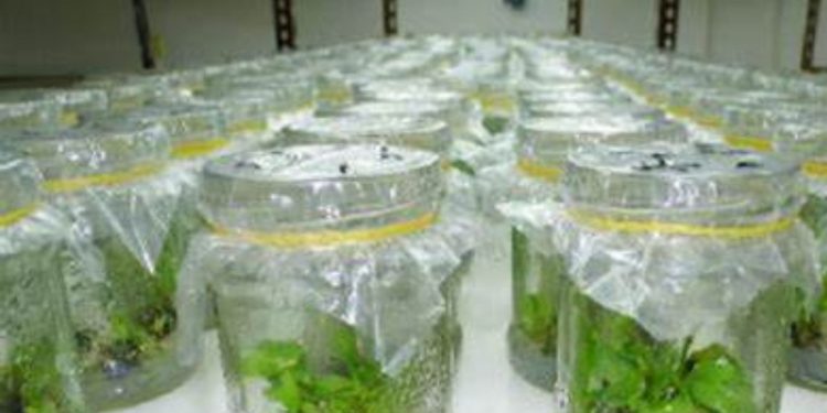 Kultur Jaringan : Tahapan dan Manfaatnya - Fakultas Pertanian